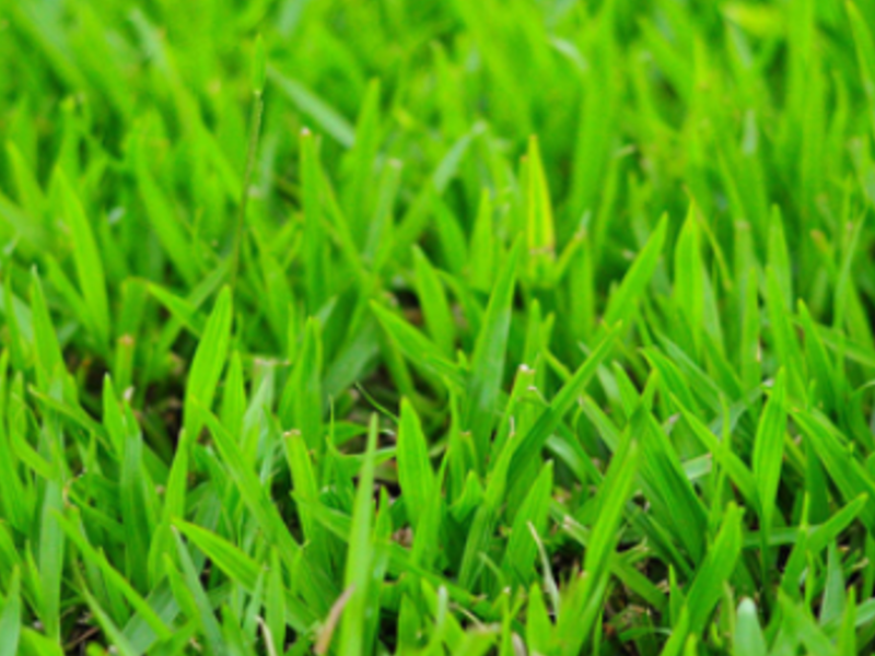 Grama Zoysia Meyer : Grama Fina | Construex